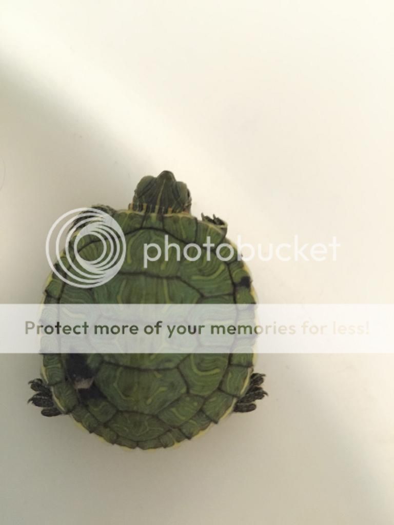 Redearslider.com :: View topic - Turtle shell turning black and peeling?